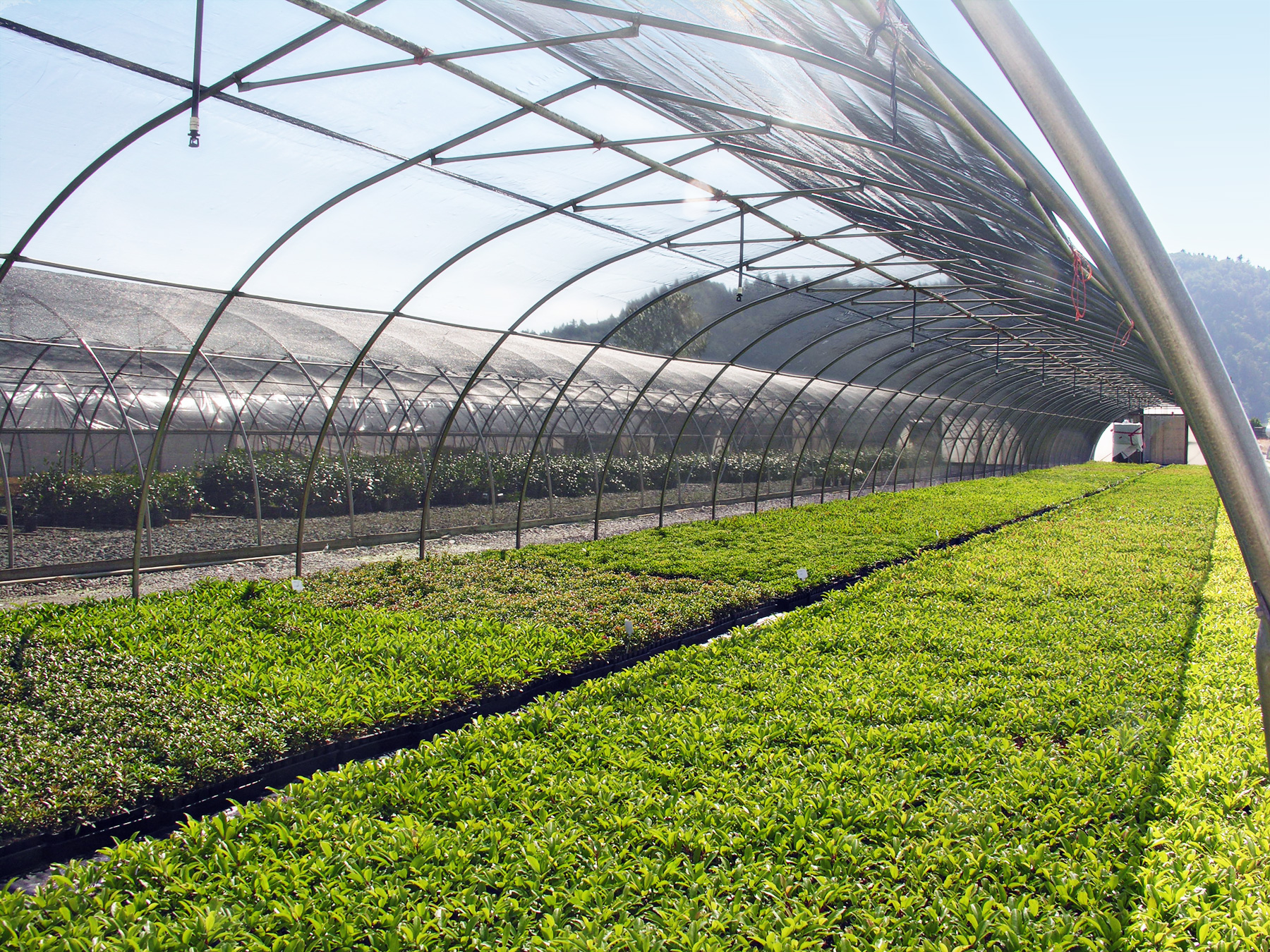 Hot News & Hot Plants - Sidhu & Sons Nursery