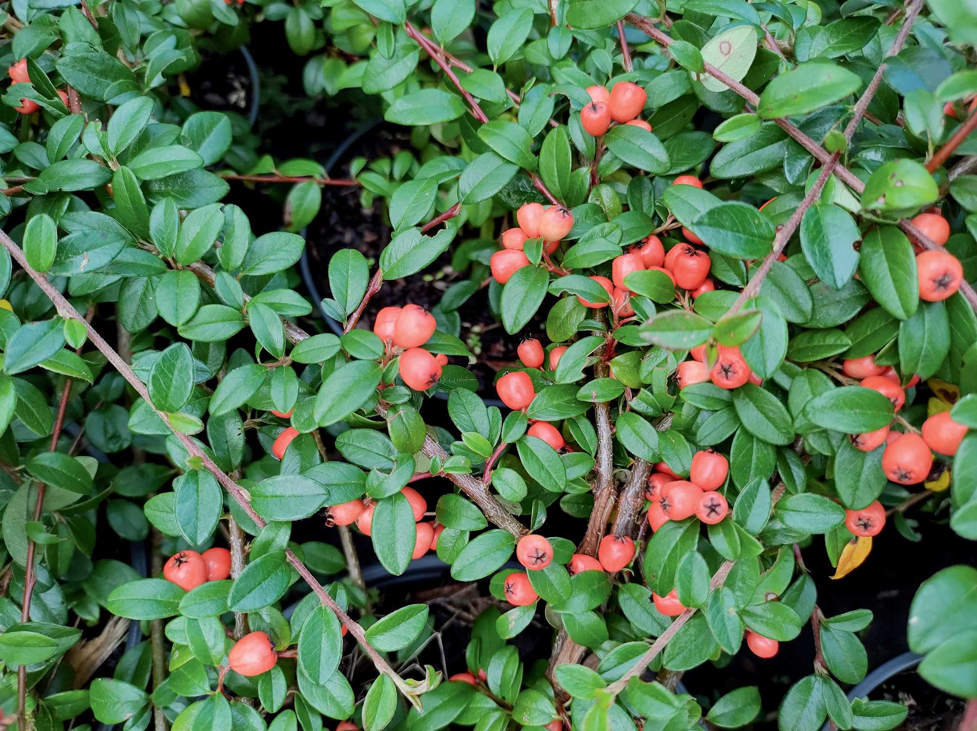 Faszinierend Cotoneaster Dammeri Coral Beauty Bilder