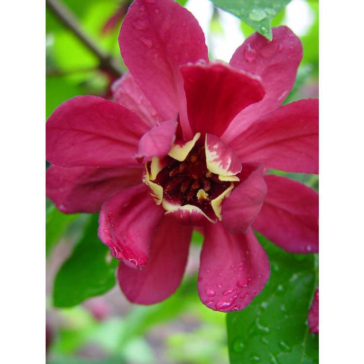 Calycanthus Xraulstonii ‘Hartlage Wine’ - Sidhu & Sons Nursery